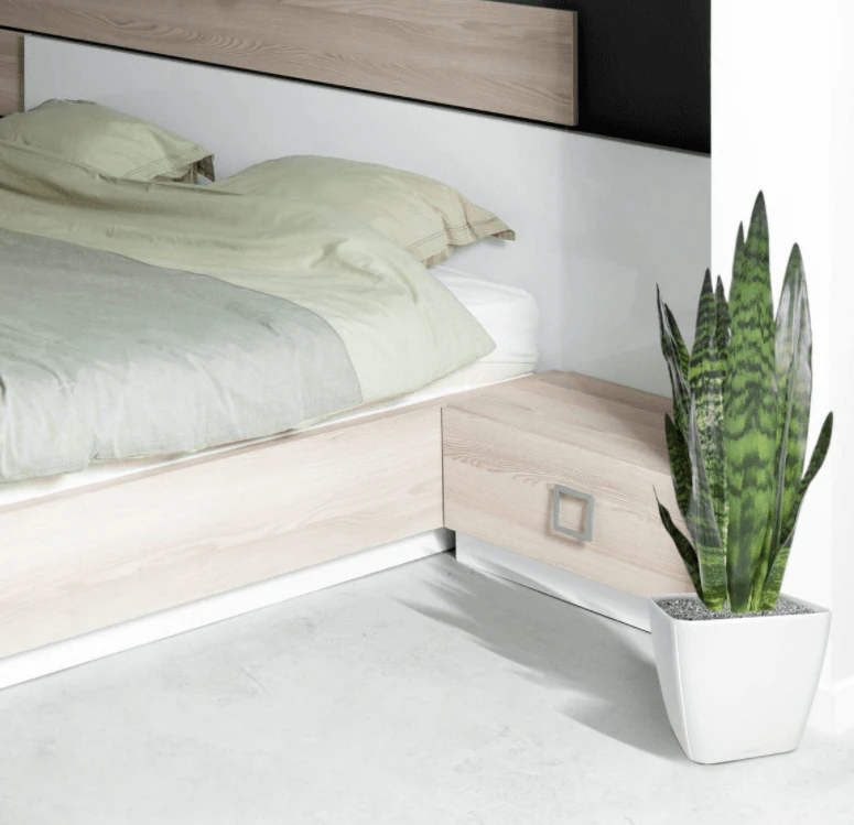 Svärmors tunga, sansevieria, en växt för varje interiör