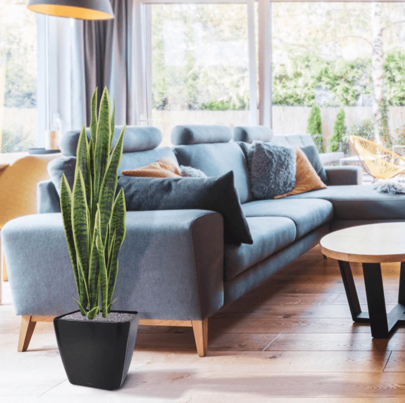Svärmors tunga, sansevieria, en växt för varje interiör