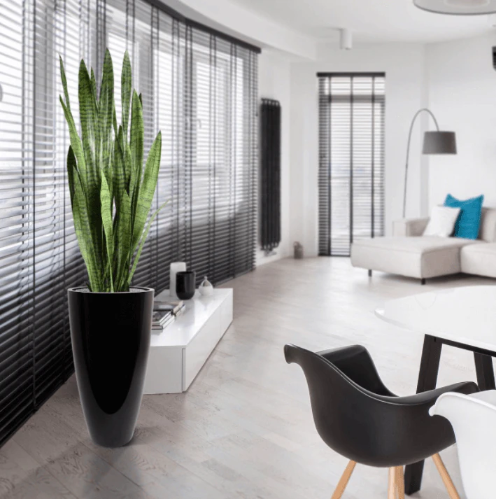 Svärmors tunga, sansevieria, en växt för varje interiör