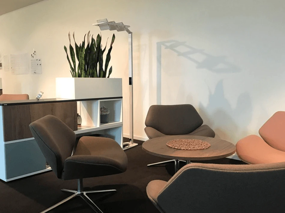 Svärmors tunga, sansevieria, en växt för varje interiör